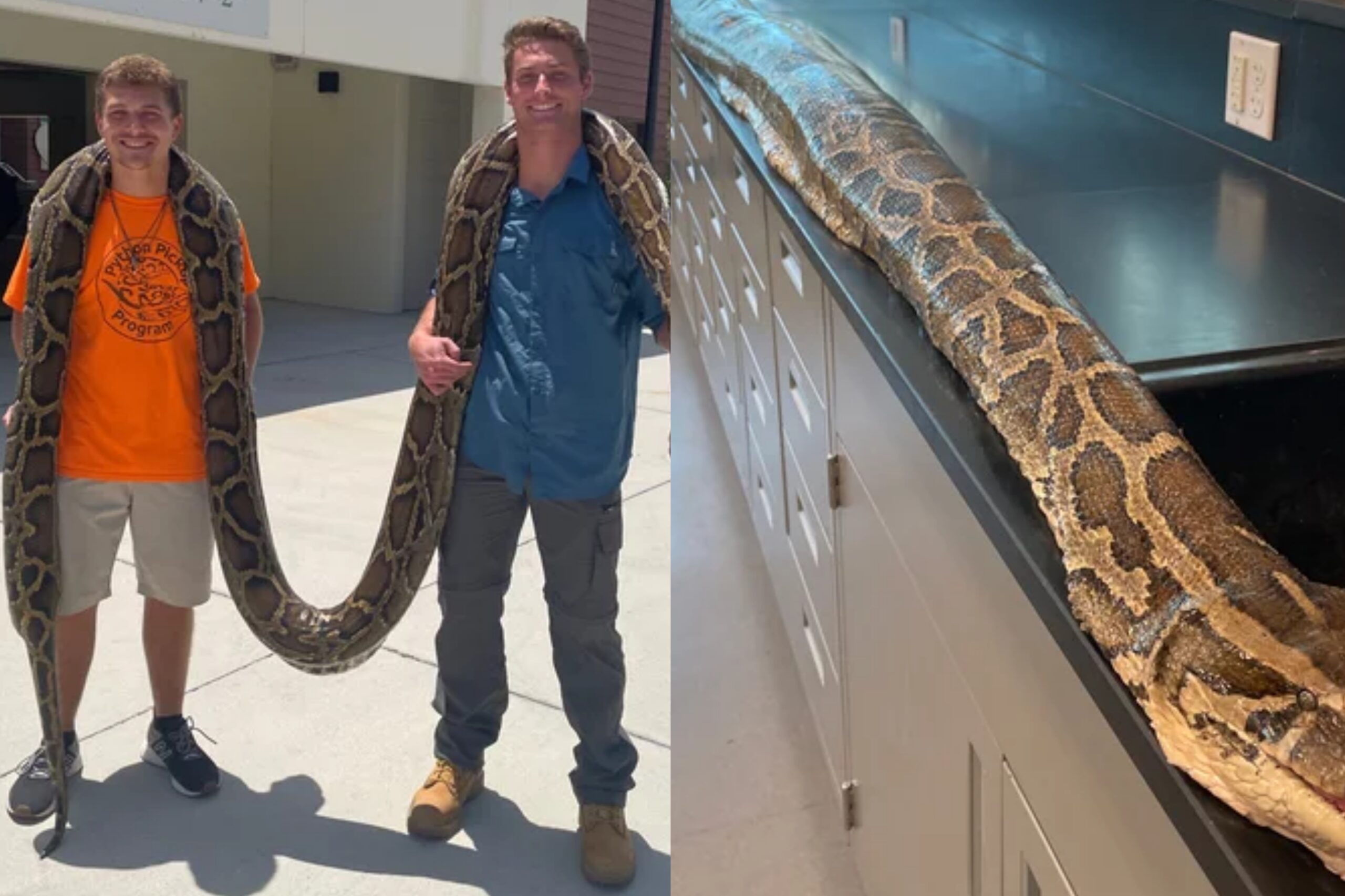 Record-breaking Burmese Python — Long As Giraffe — Caught in Florida ...